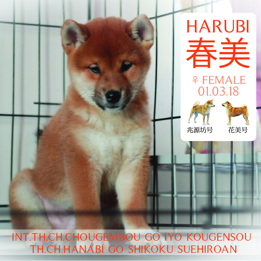 Harubi-01 – Shibainu Thai Darumasou